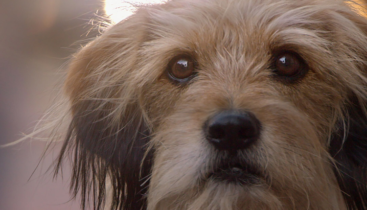 BENJI Returns in NETFLIX Reboot - Second Union